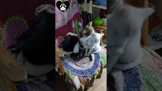 Чисто, чисто, чисто!