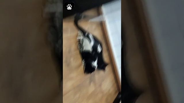 Кий-йя