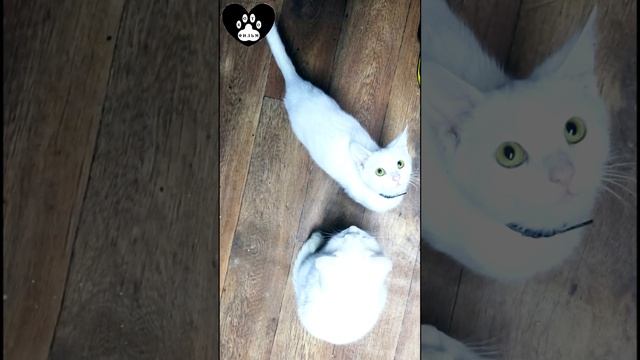 Ах, эти глазки!