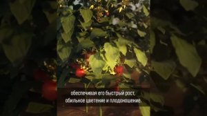 Глобальная миссия ионитных субстратов ЦИОН
