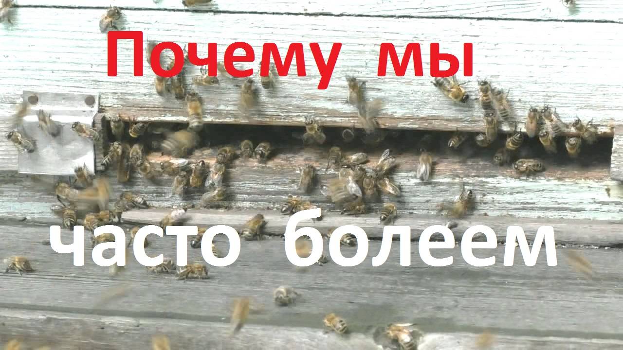 Причины частой болезни пчел