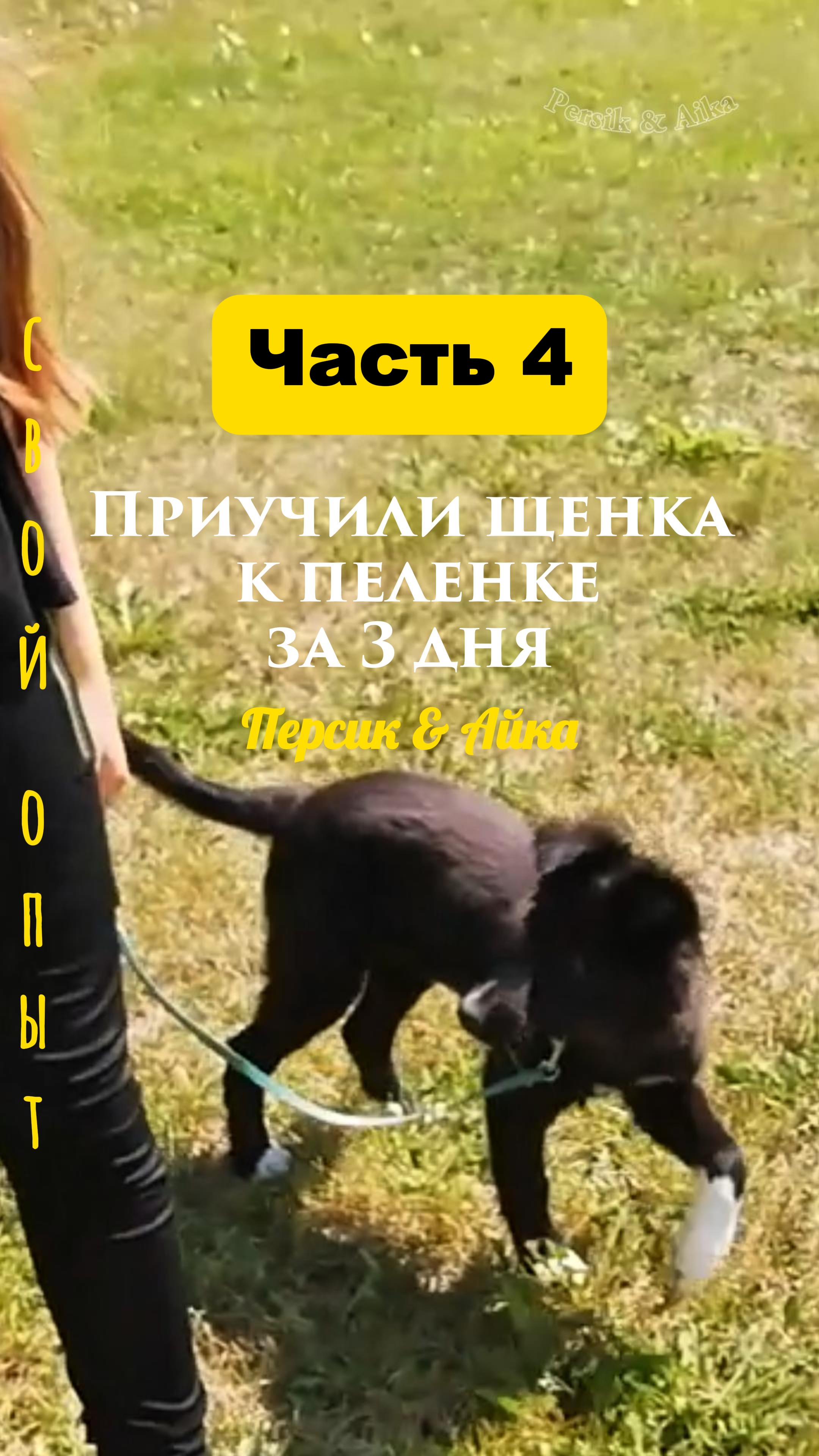 Часть 4. Как мы приучили щенка ходить в туалет на улицу🐶🤗