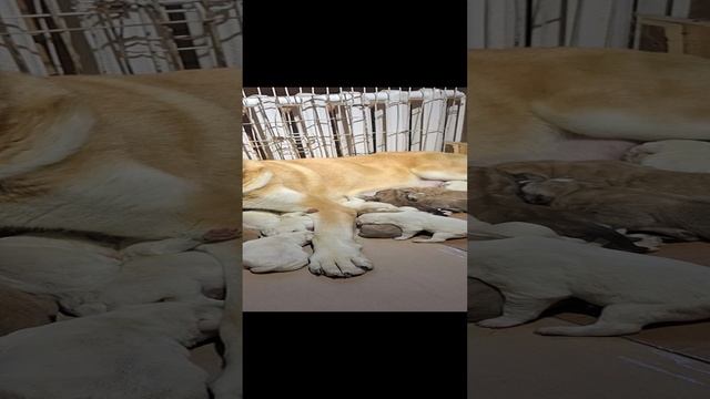 Первые дни жизни: Щенки алабая у материнского молока
