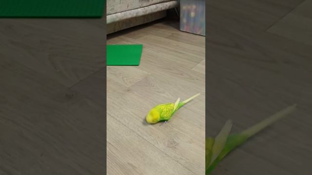 Танцы волнистого попугая