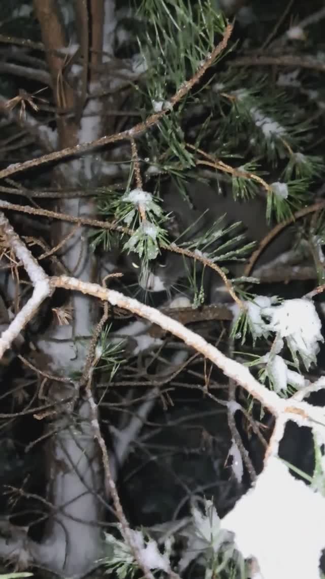 Тиша на дереве