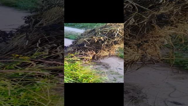 VID_20240725_060134.mp4