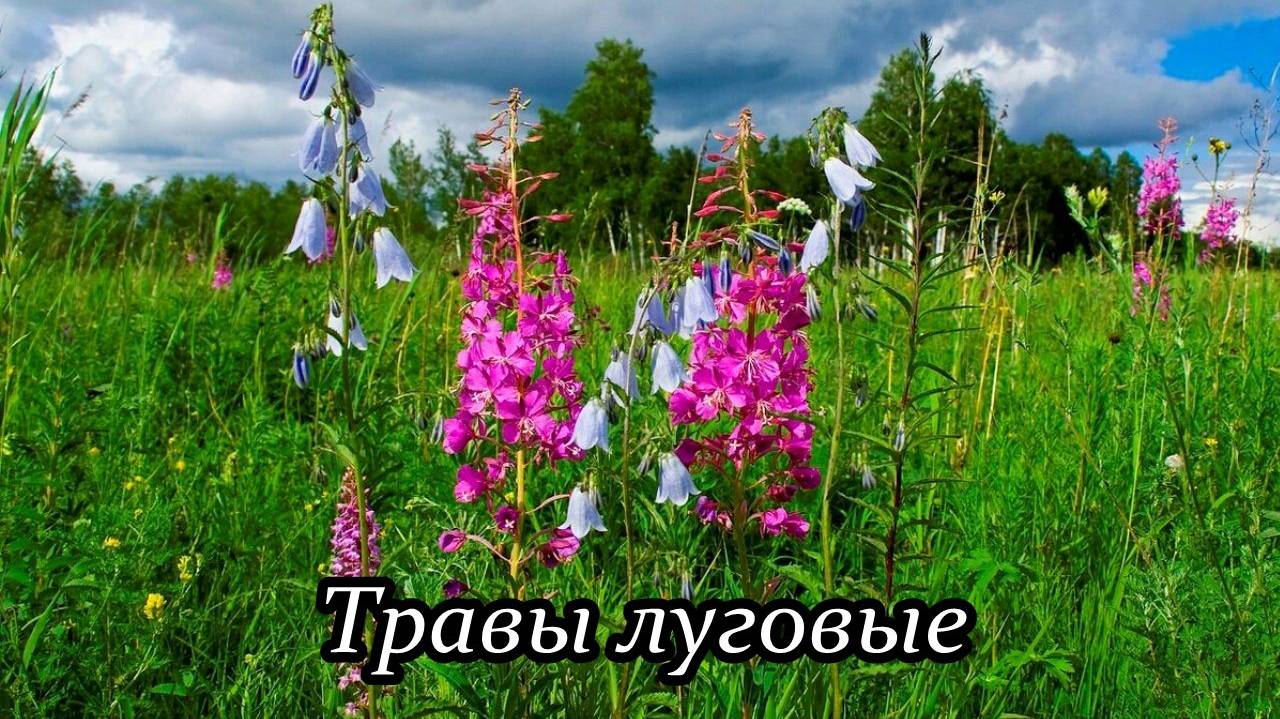 Травы луговые
