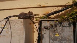 Всемирная выставка котиков