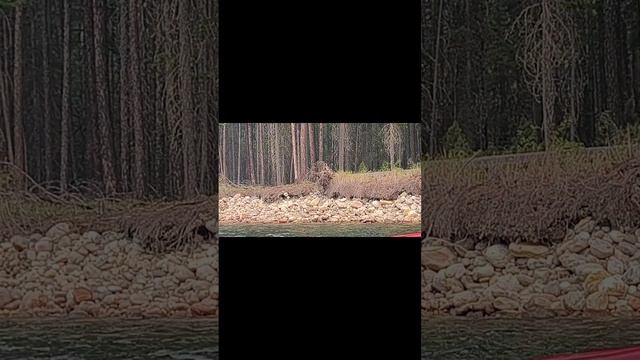 Медведь переплыл реку перед туристами || The bear swam across the river in front of the travelers