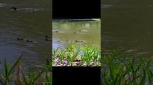 VID_20240523_102558.mp4