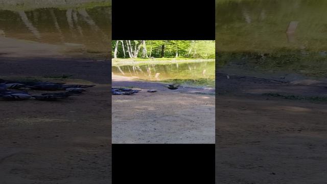 VID_20240522_110410.mp4