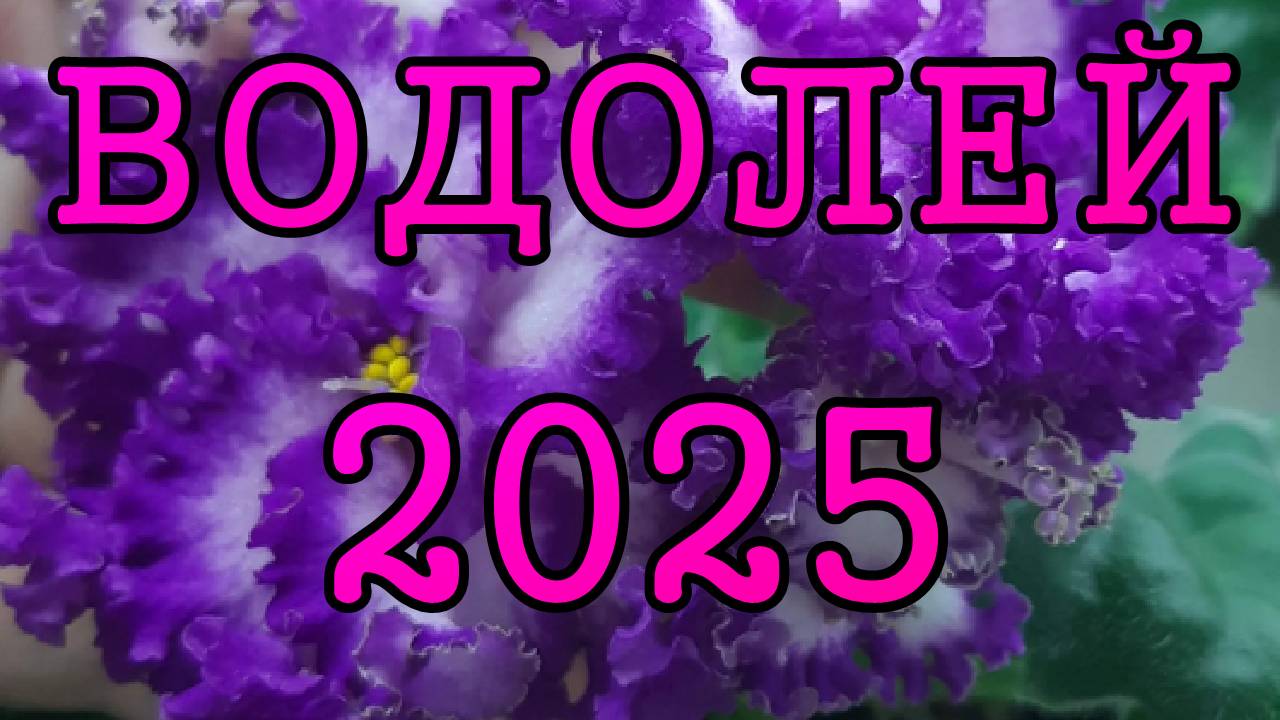 ВОДОЛЕЙ таро прогноз на 2025 год по 12 домам гороскопа.