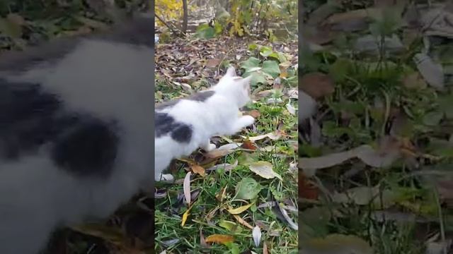 история котёнка часть 1 затерянный малыш