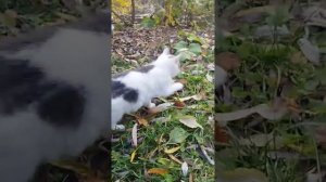 история котёнка часть 1 затерянный малыш