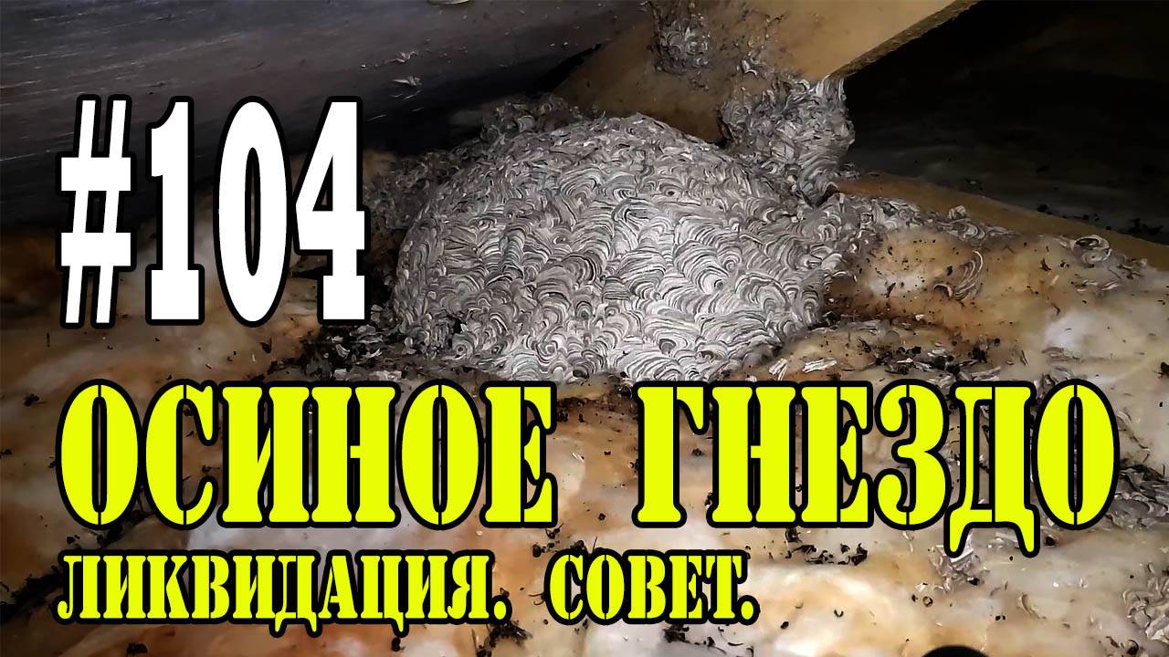 #104 Осиное гнездо. Ликвидация. Совет.