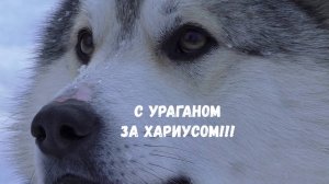 ВЫЕЗД С УРАГАНОМ ЗА ХАРИУСОМ!!!