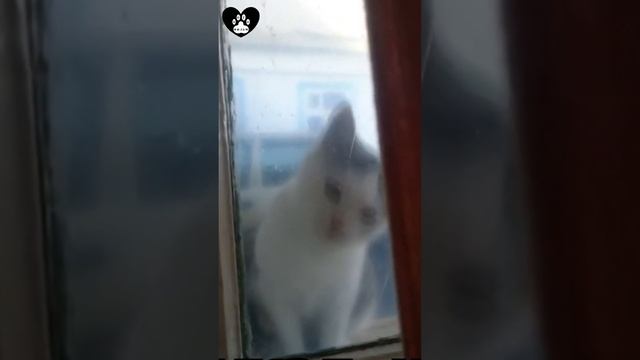 Впустите меня погреться