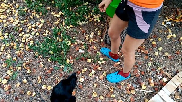 Гидролат яблока