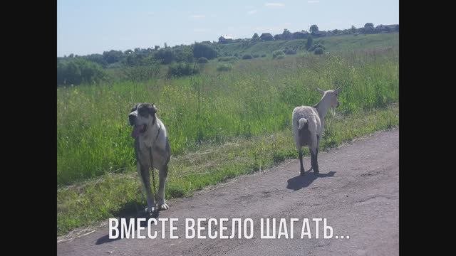 Вместе весело шагать