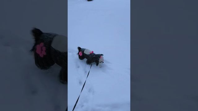 Сказочное воскресное утро #собака #dog #соня #ярославль