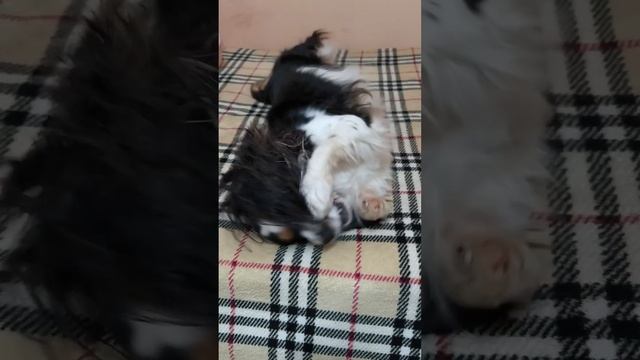 Суббота. Умываемся и делаем зарядку. Причёска? Да кто её видит!  #собака #соня #ярославль
