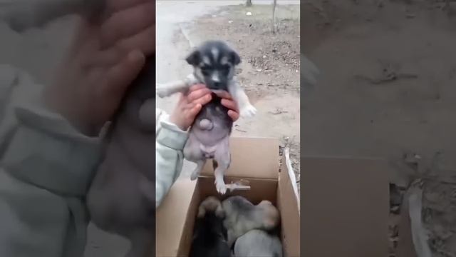 В приют снова подкинули щенков…Сил больше нет… ТГ: Хвостатый Дом #приют #приютдлясобак #животные