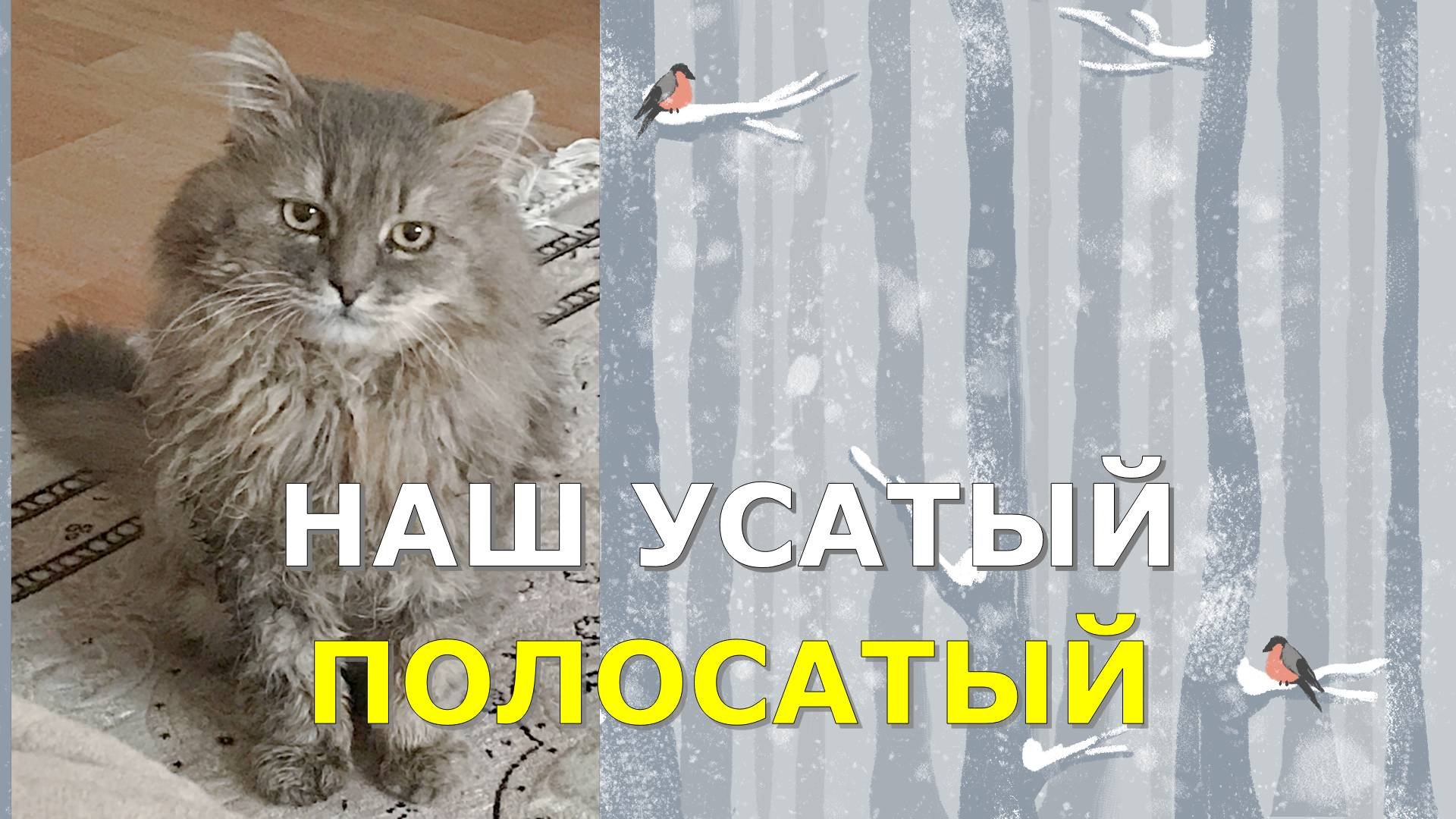 Фильм Наш усатый полосатый 1 часть