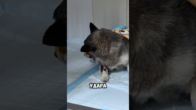 В него стреляли  ТГ: Хвостатый Дом #приют #приютдлясобак #приютдляживотных #животные
