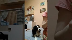 78. Кавалер Кинг Чарльз Спаниель