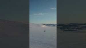 Белоснежная Тундра