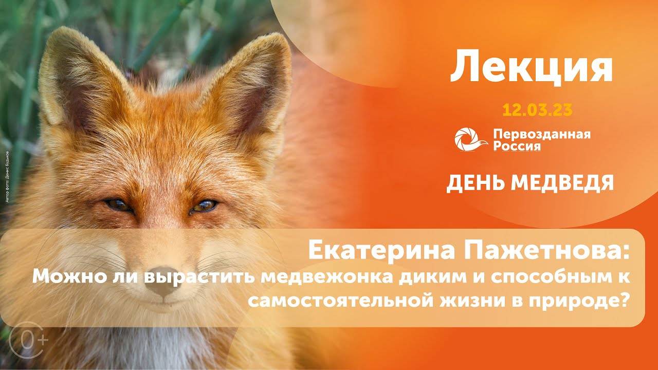 Екатерина Пажетнова: Можно ли вырастить медвежонка диким и способным к самостоятельной жизни?