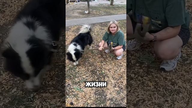 Его били и не заботились  ТГ: Хвостатый Дом #животные  #спасение #приютдлясобак