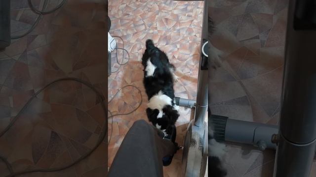 Важные дела Сони #собака #ярославль