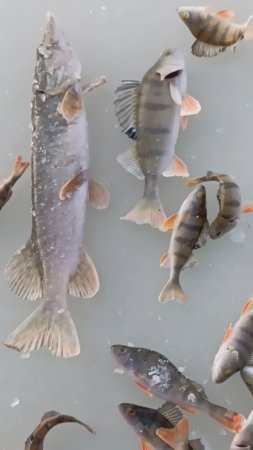 СЕГОДНЯШНИЙ УЛОВ 🎣