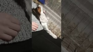 В гостях у Сони или День рождения хозяйки