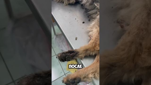 Наши новые ребята из Ахтубинска  ТГ: Хвостатый Дом #приют #спасение #приютдлясобак