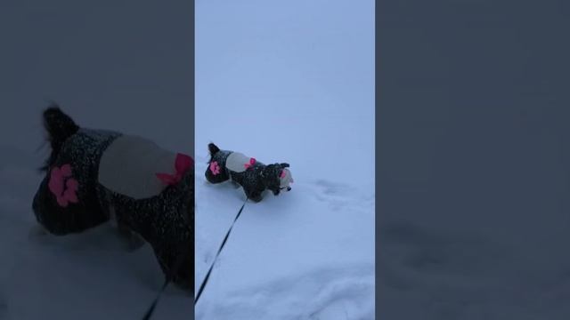 Волшебное воскресное утро #собака #dog #соня #ярославль