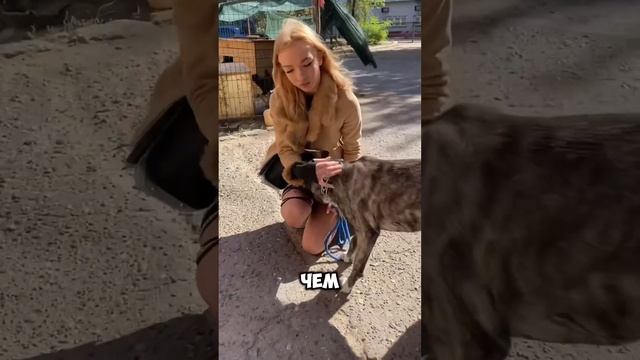 Его били и издевались над ним  ТГ: Хвостатый Дом #приют #приютдлясобак #собаки