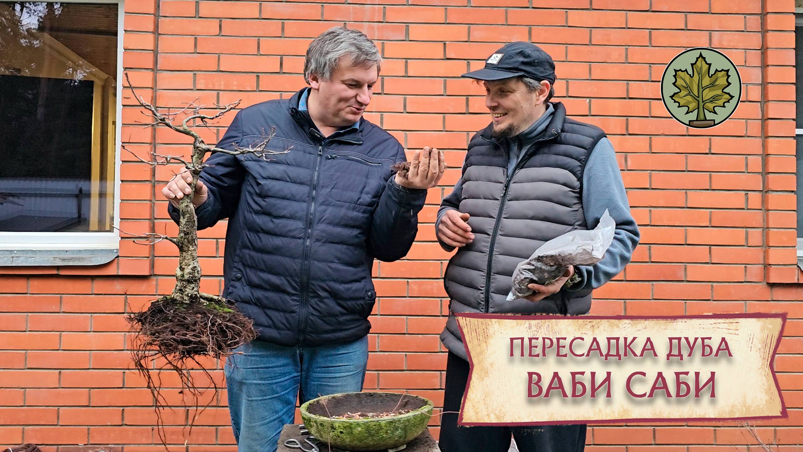 Пересадка дуба Ваби Саби / микориза на корнях