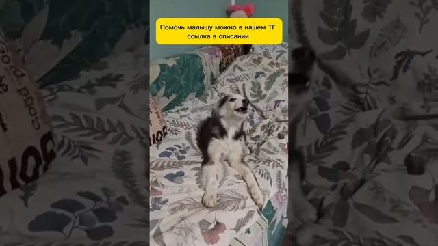 Малыша бросили умирать на морозе #приютдлясобак #животные #приют #собака #волгоград #спасение