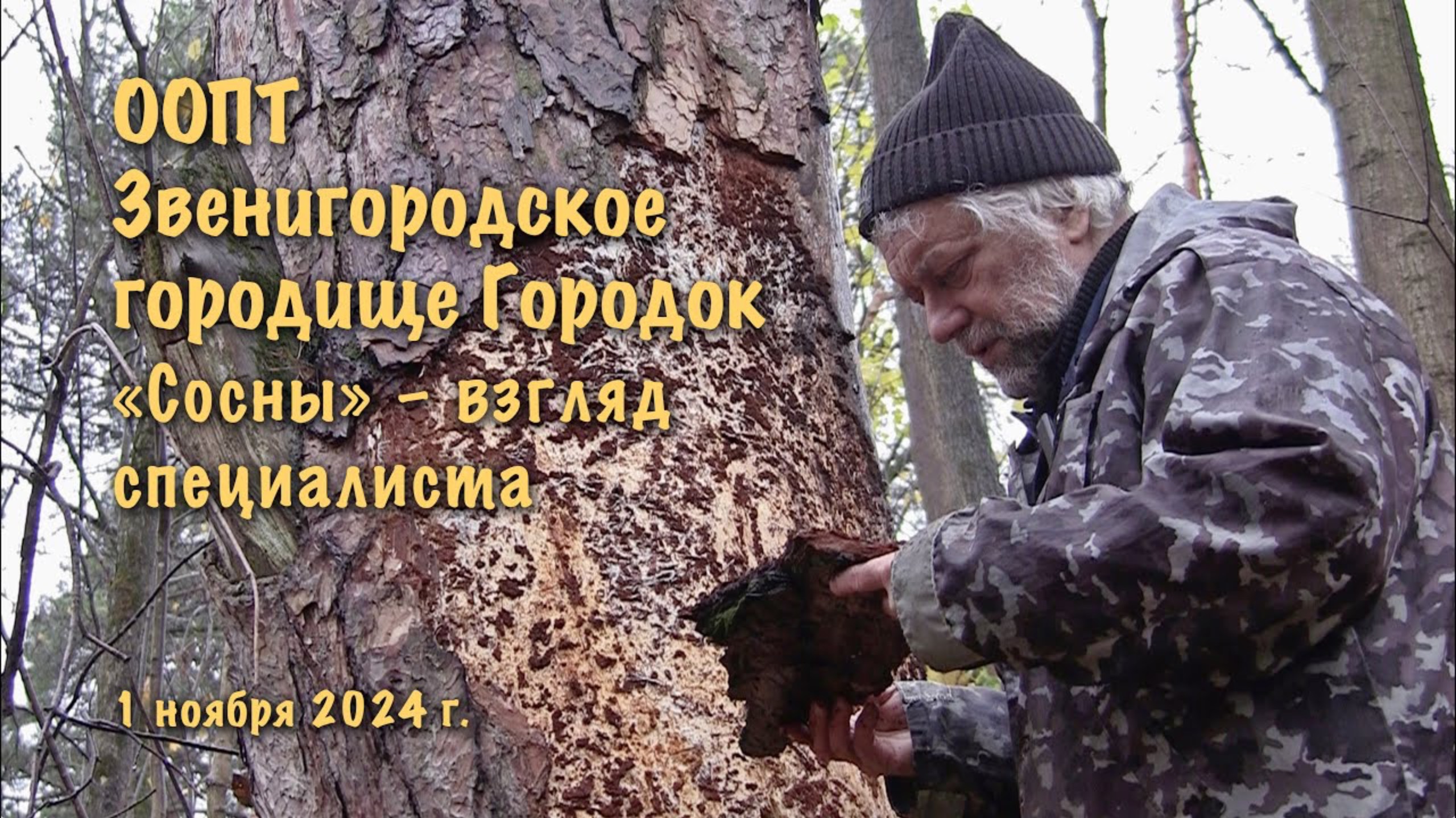 Городок, «Сосны» – взгляд специалиста
