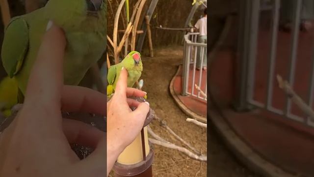 Это я с симëй в Дубае была в октябре ну и мы пошли в зоопарк и мена укусил попугай 🦜