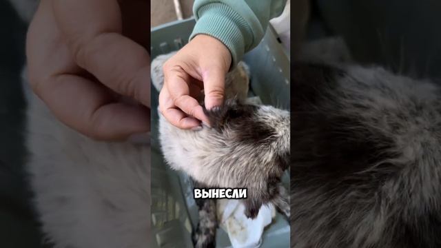 Ей отрезали уши и выбросили на улицу  ТГ: Хвостатый Дом #приютдлясобак #приют #собаки #животные