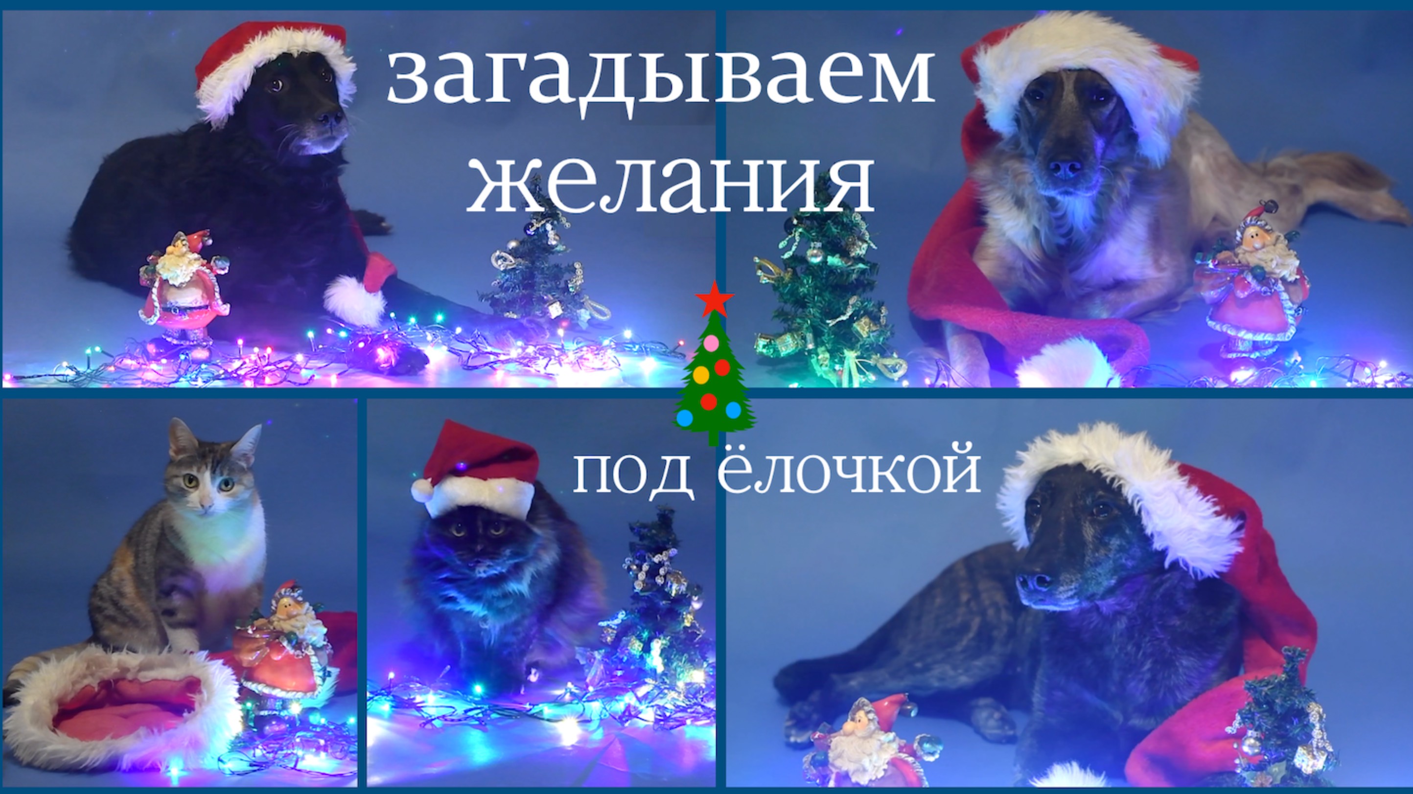 Загадываем желания под ёлочкой!