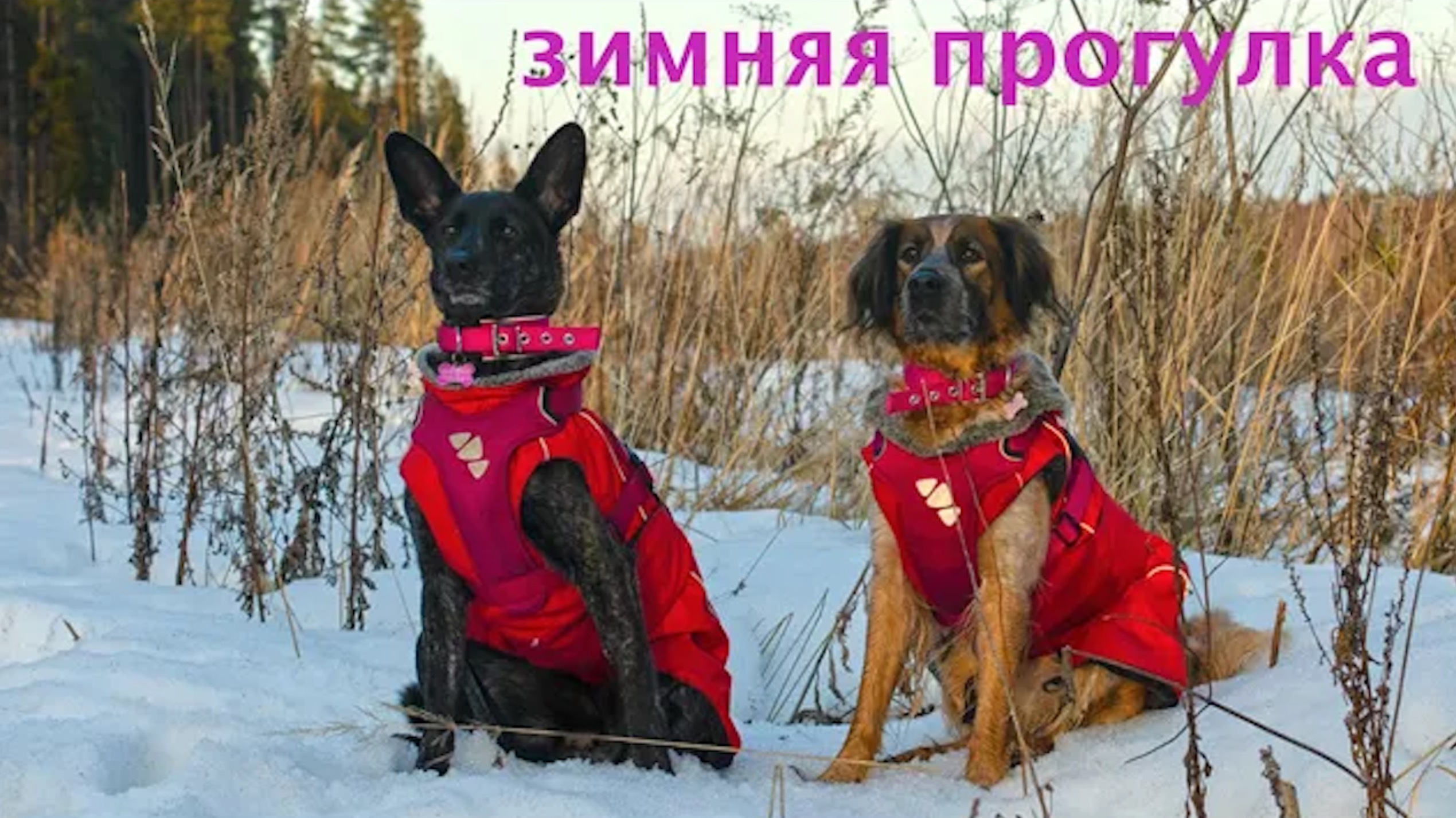 Морозный денёк