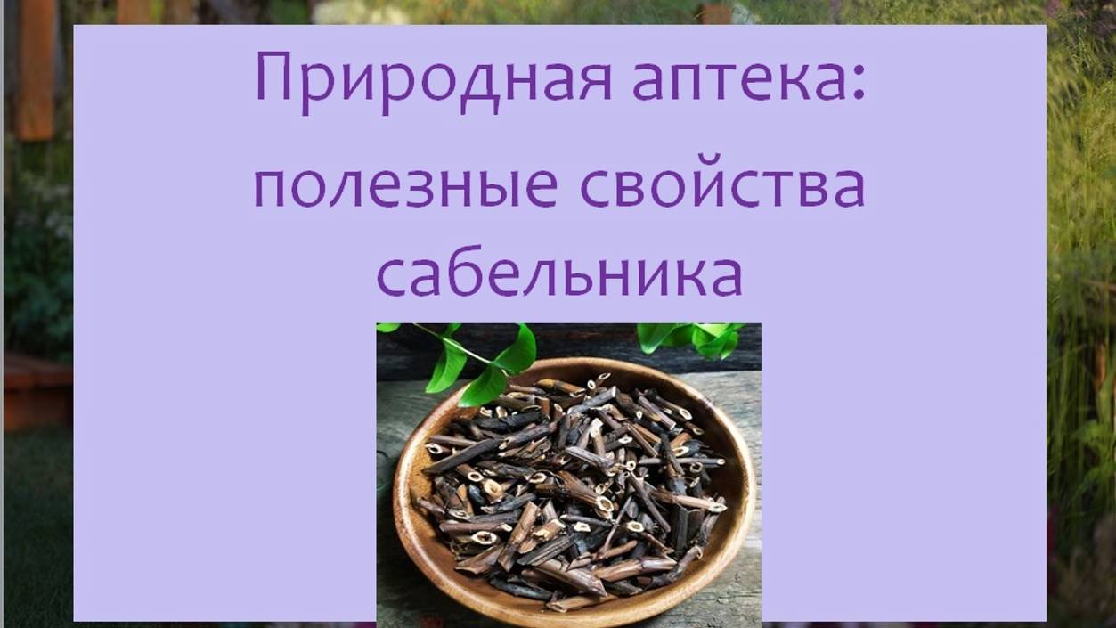 Природная аптека: полезные свойства сабельника