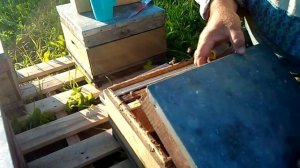подсадка не плодных маток в нуклеусы.