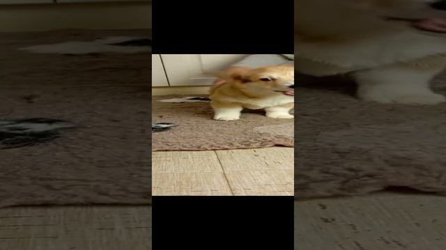 вельш корги пемброк