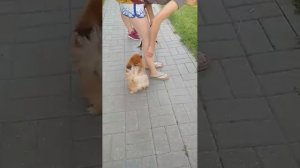 Митрофан и Эльза - друзья Сони
