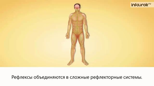 9. Регуляция процессов жизнедеятельности